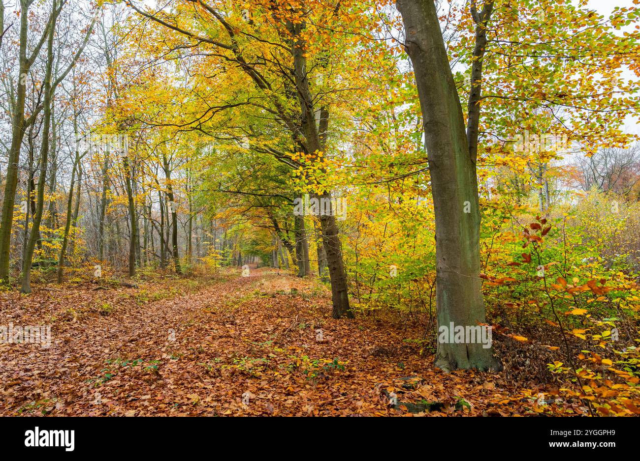 Deciduous Beech trees in Sherwood Forest, Nottinghamshire, England, UK ...