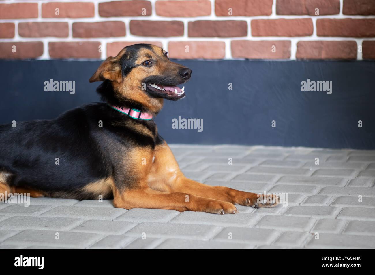 A black and brown dog is comfortably laying on a brick sidewalk ...