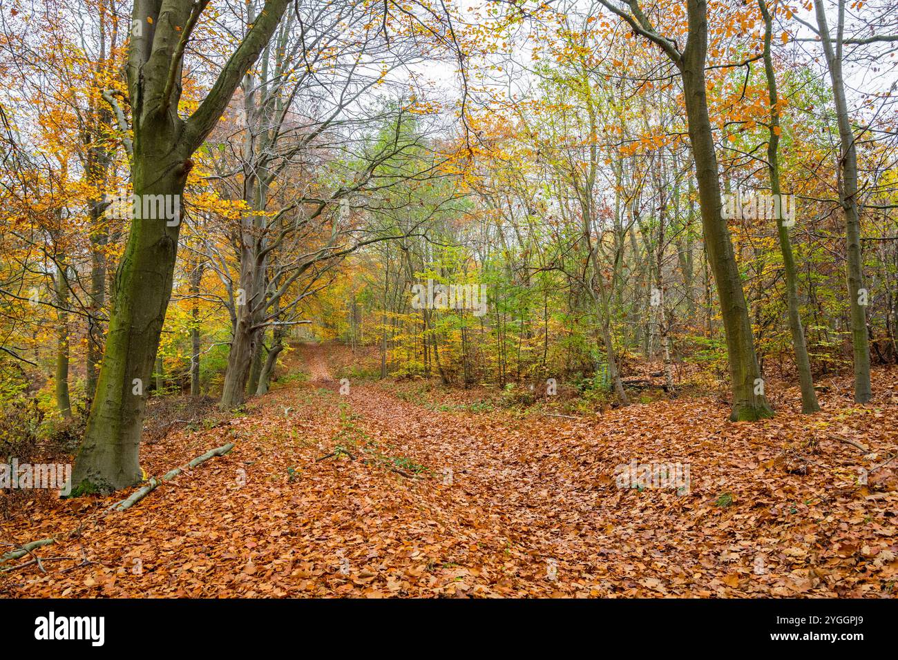 Deciduous Beech trees in Sherwood Forest, Nottinghamshire, England, UK ...