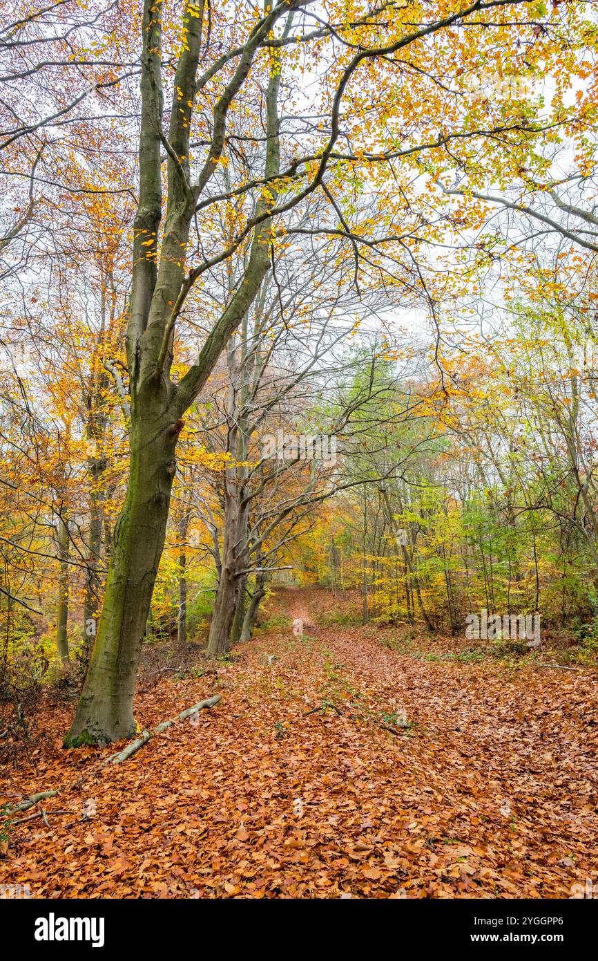 Deciduous forest beech leaves hi-res stock photography and images - Alamy