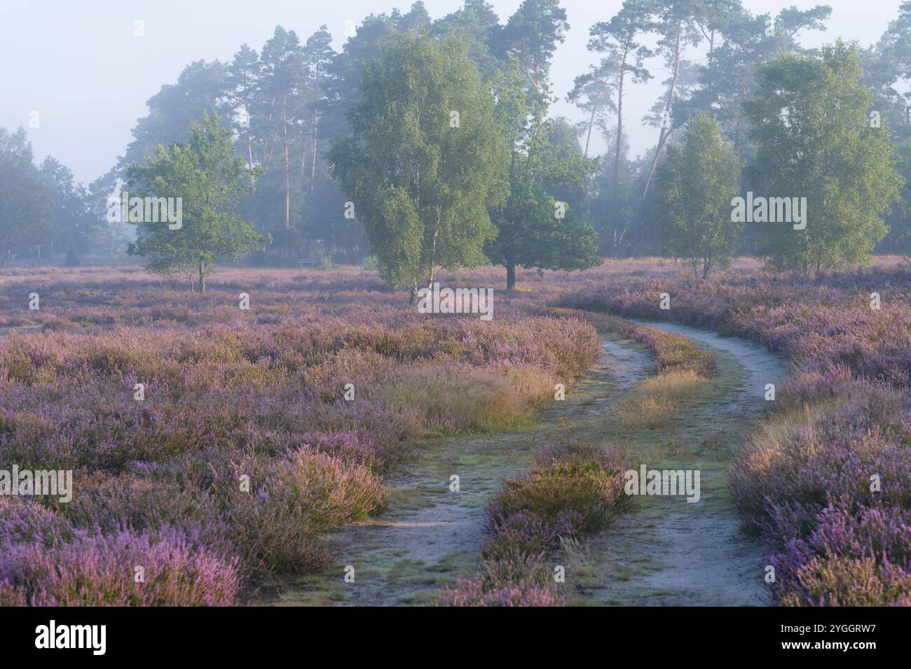 Morning mood in the Behringer Heide, path through blooming heath, foggy ...