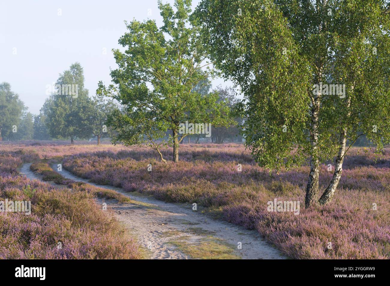 Morning mood in the Behringer Heide, path through blooming heath ...