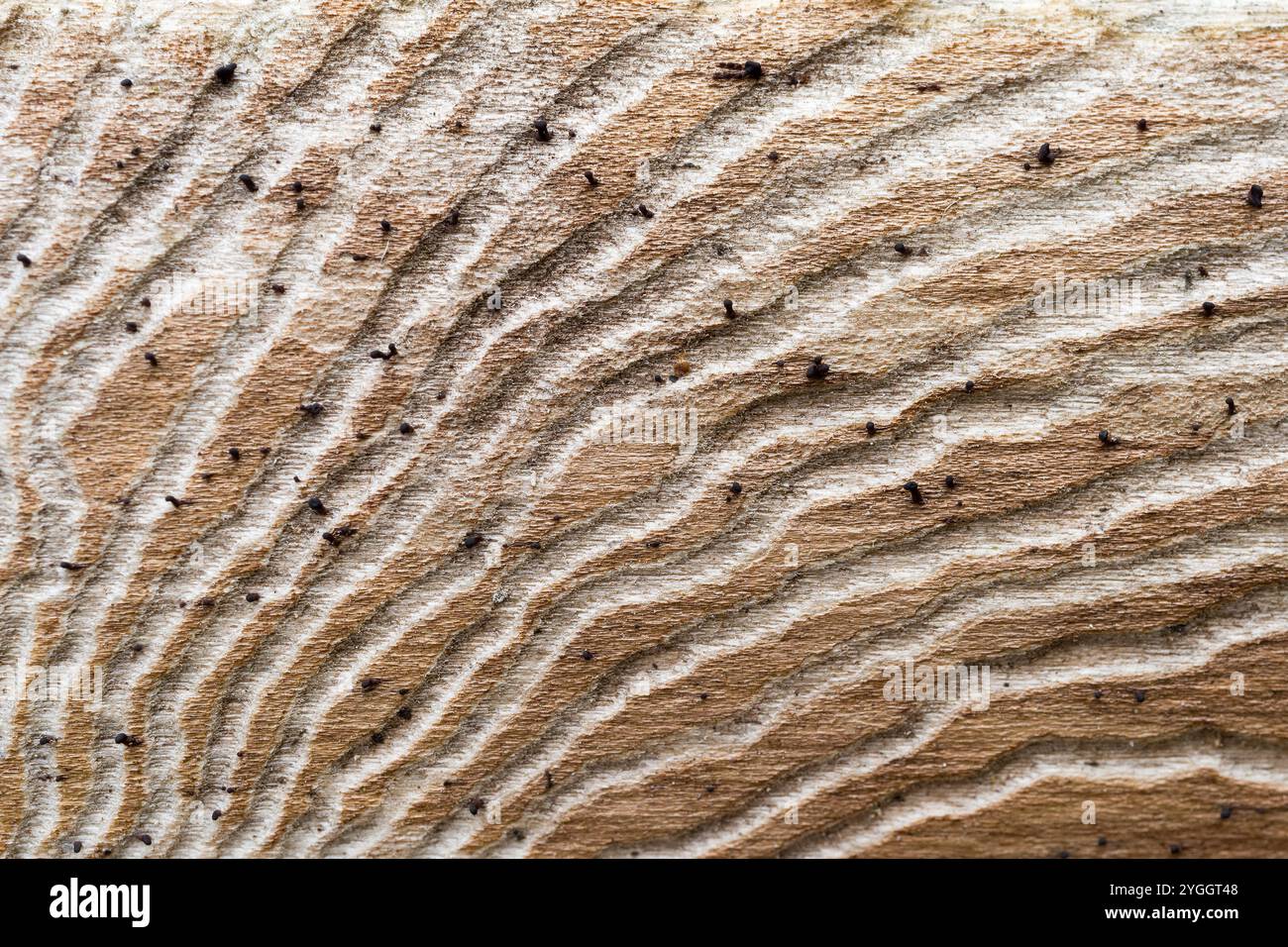 Scuff marks hi-res stock photography and images - Alamy