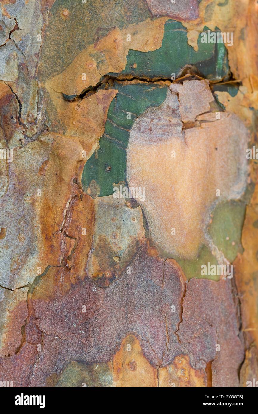 colorful bark of a Scots pine (Pinus sylvestris), mirror bark, close-up, Germany Stock Photo - Alamy