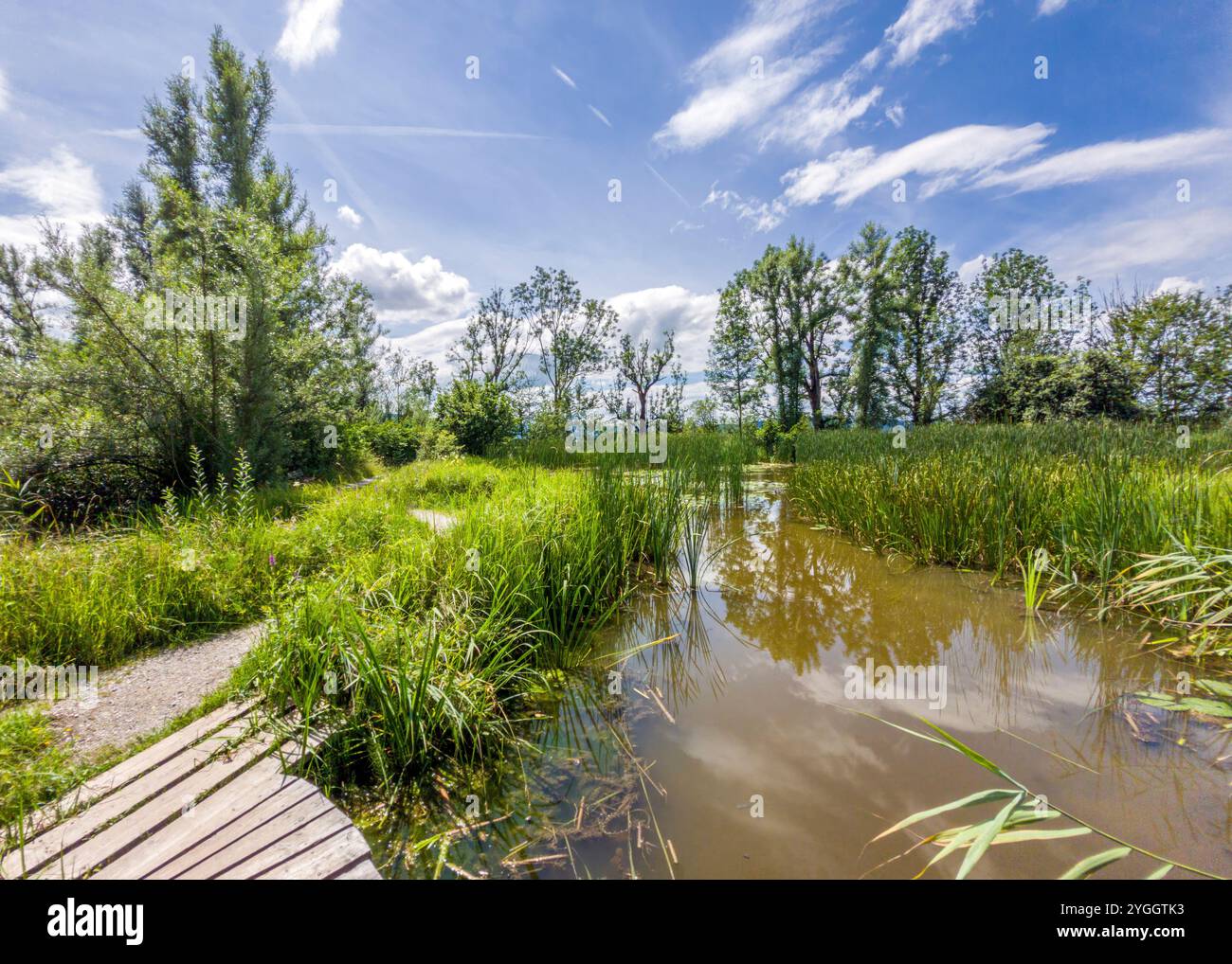 Small pond with water lilies and reeds, biotope, nature conservation ...