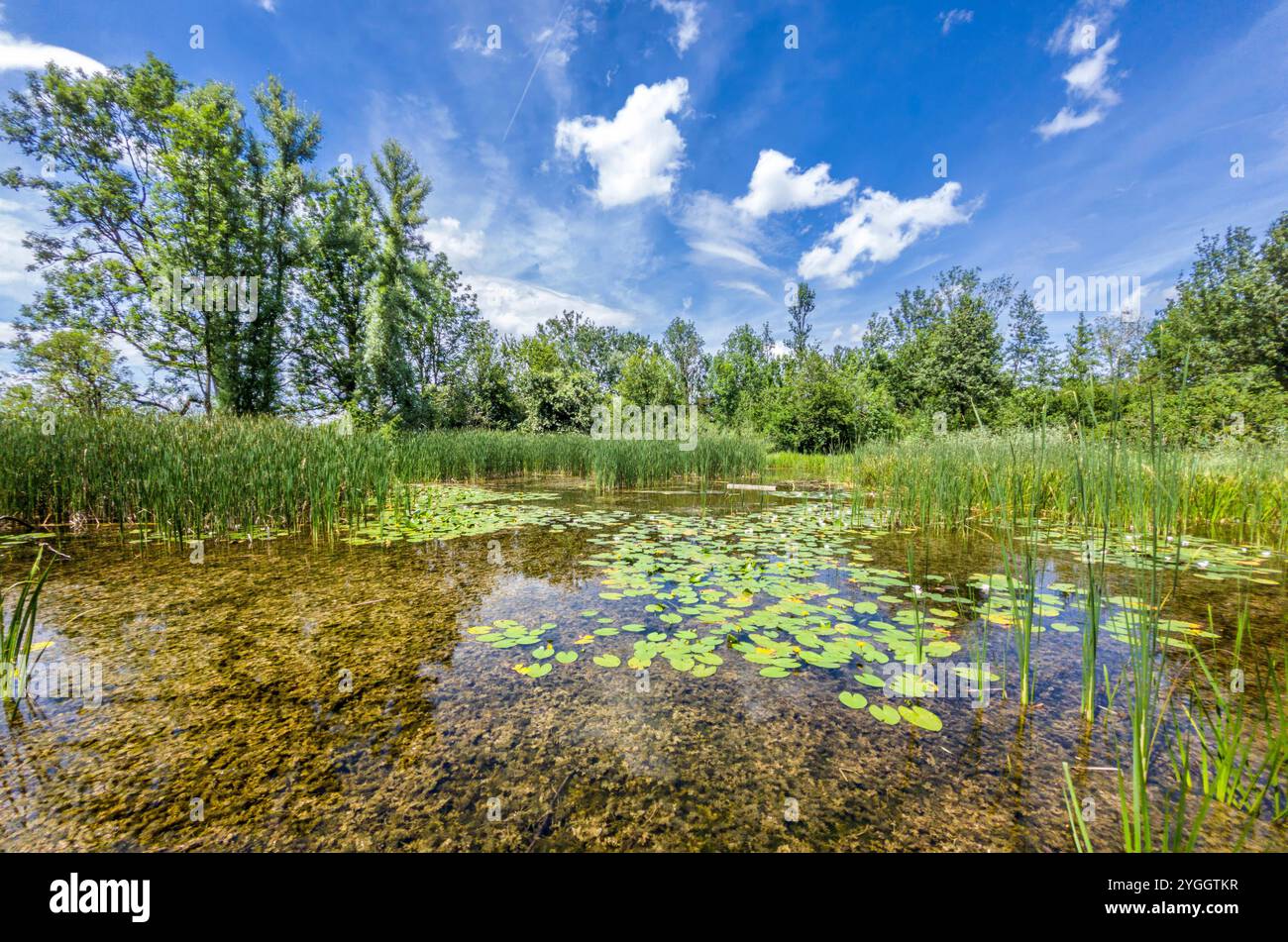 Small pond with water lilies and reeds, biotope, nature conservation ...