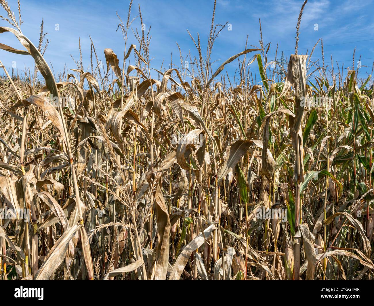 Dried corn field, climate change, heat damage, Bavaria, Germany, Europe ...