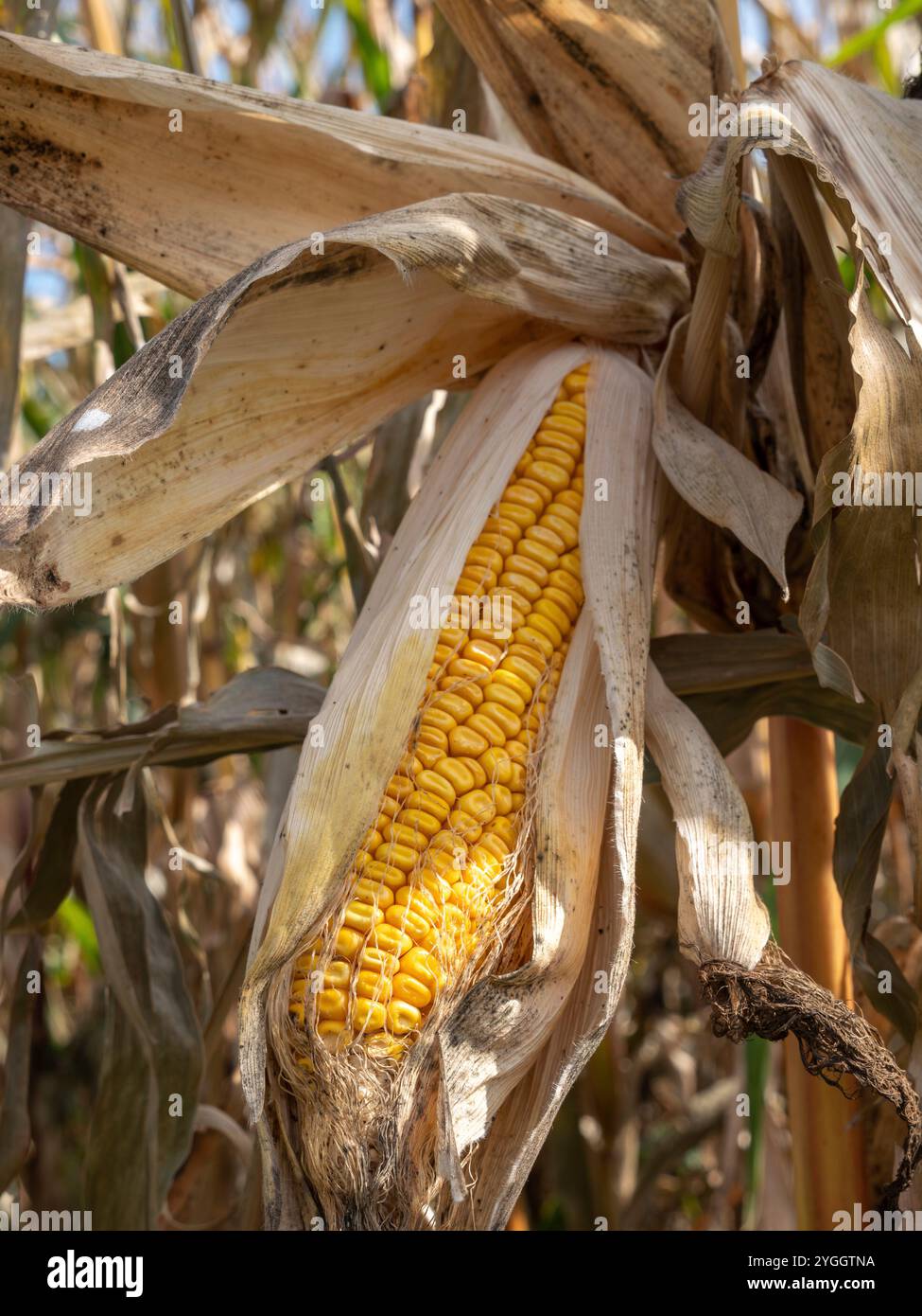 Dried corn plants hi-res stock photography and images - Alamy