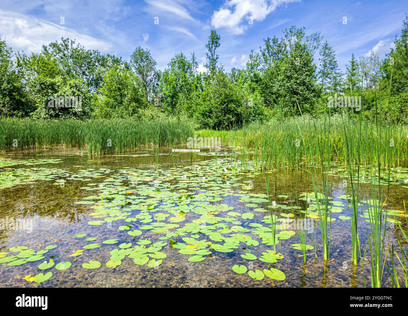 Small pond with water lilies and reeds, biotope, nature conservation ...