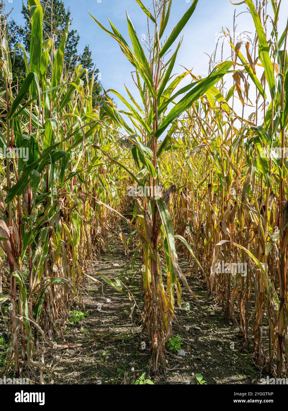 Climate change heat hi-res stock photography and images - Alamy