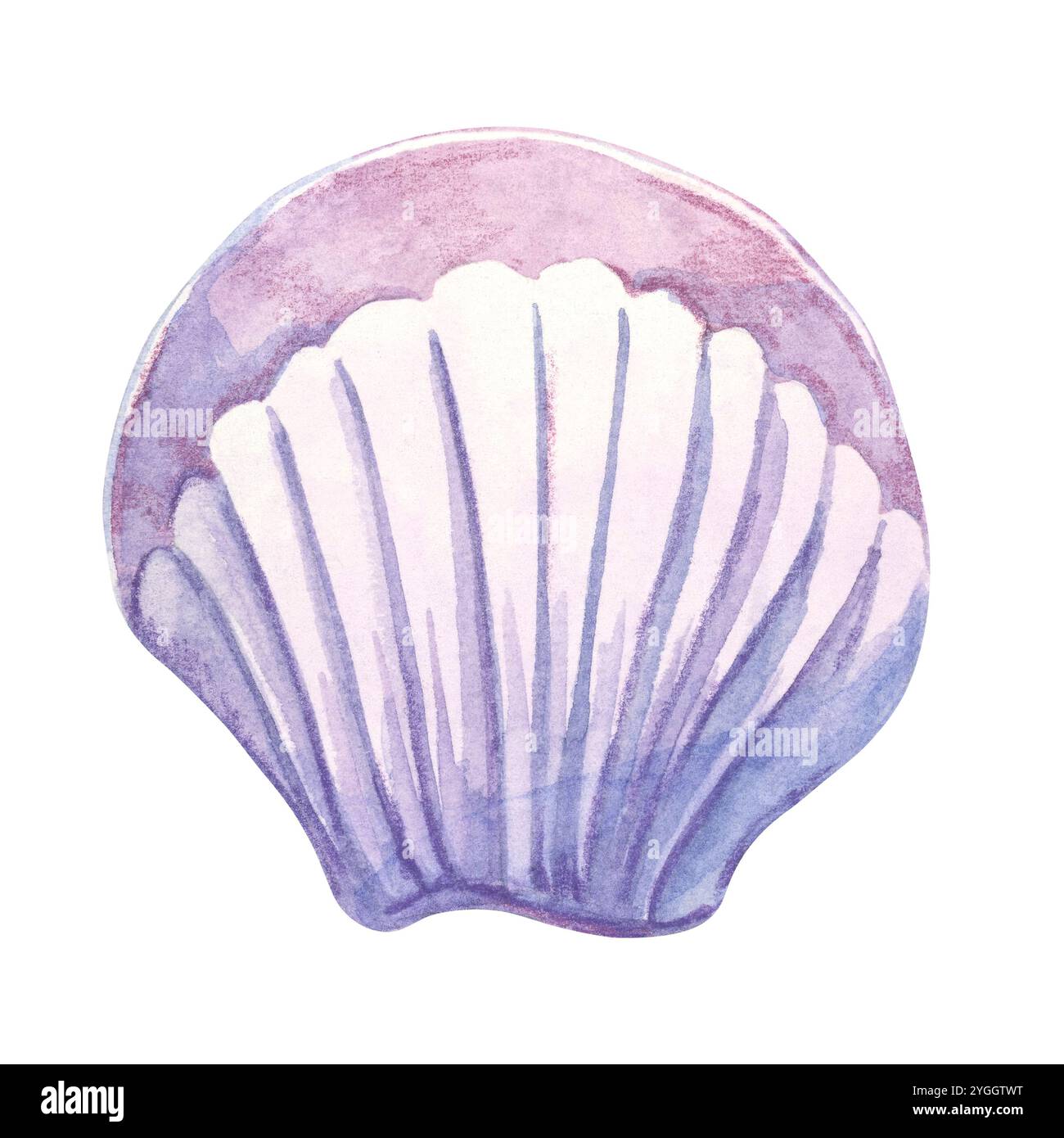 A soft lavender and white fan-shaped shell in watercolor. Scallop shell ...