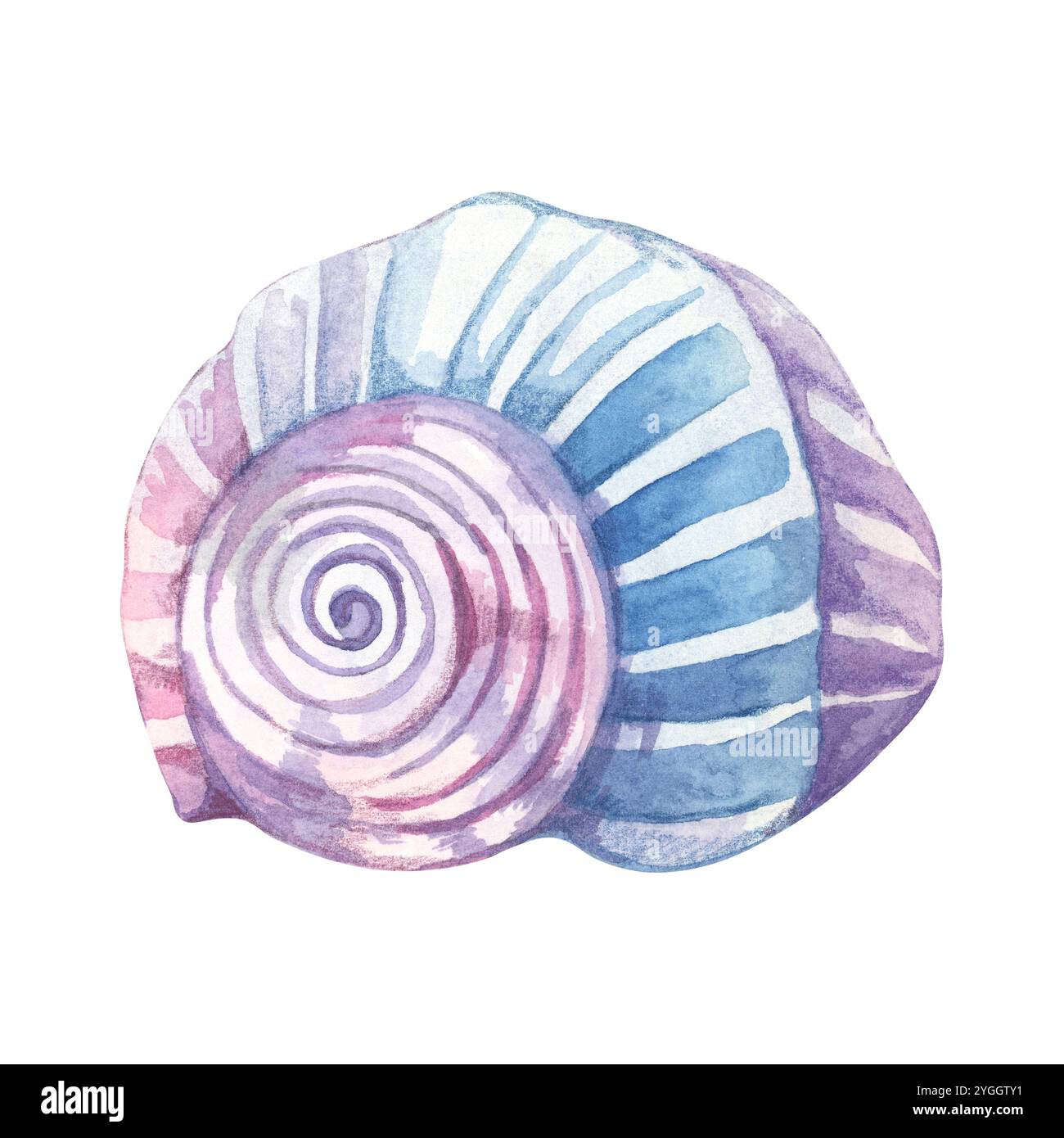 Spiral seashell in blue and lavender watercolor tones. Moon snail shell ...