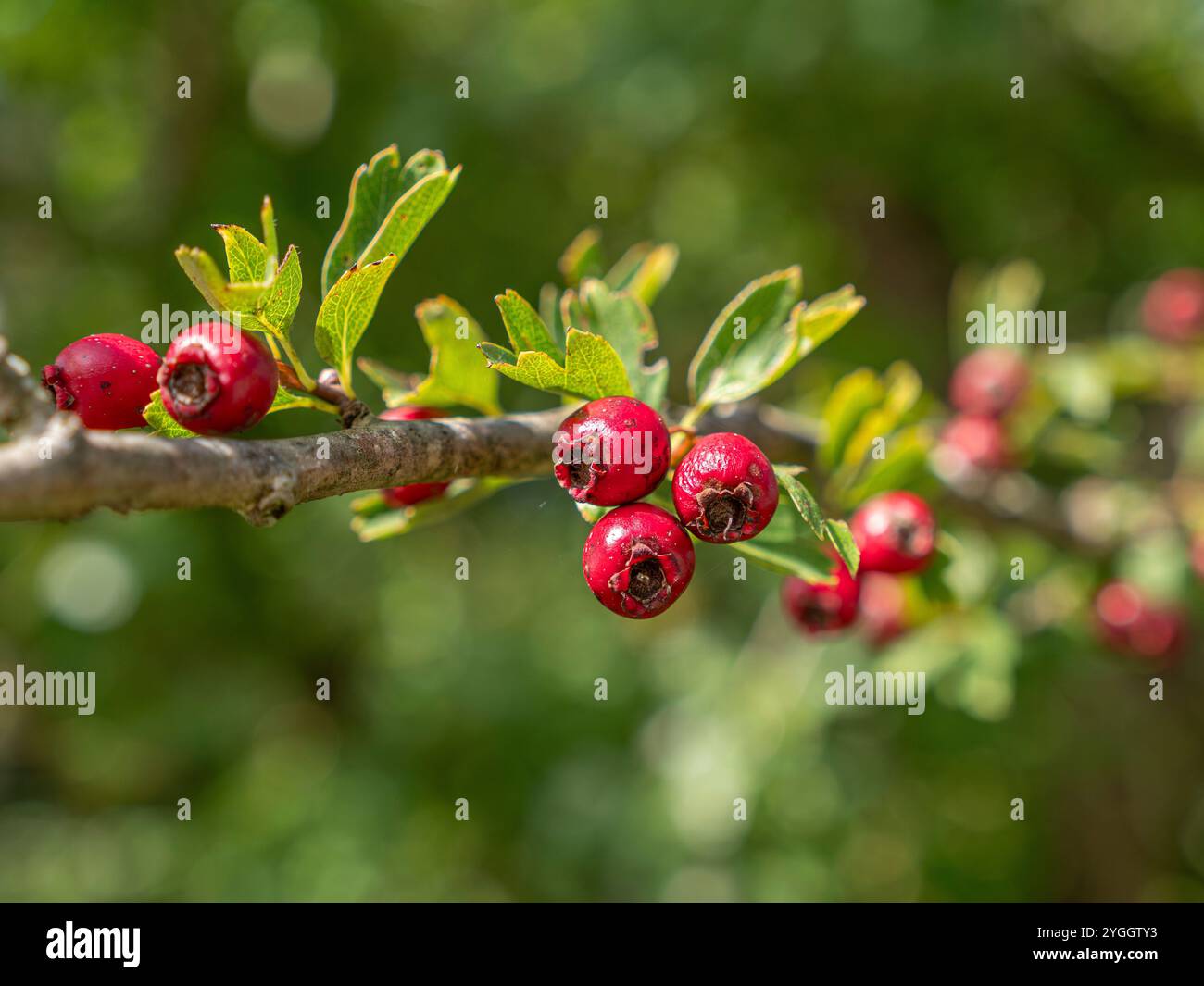 Single-stemmed hawthorn (Crataegus monogyna), fruits in fall, Bavaria ...