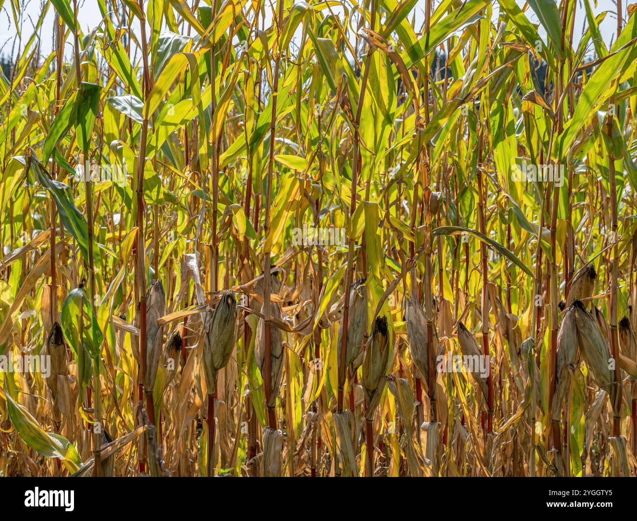 Dried corn field, climate change, heat damage, Bavaria, Germany, Europe ...