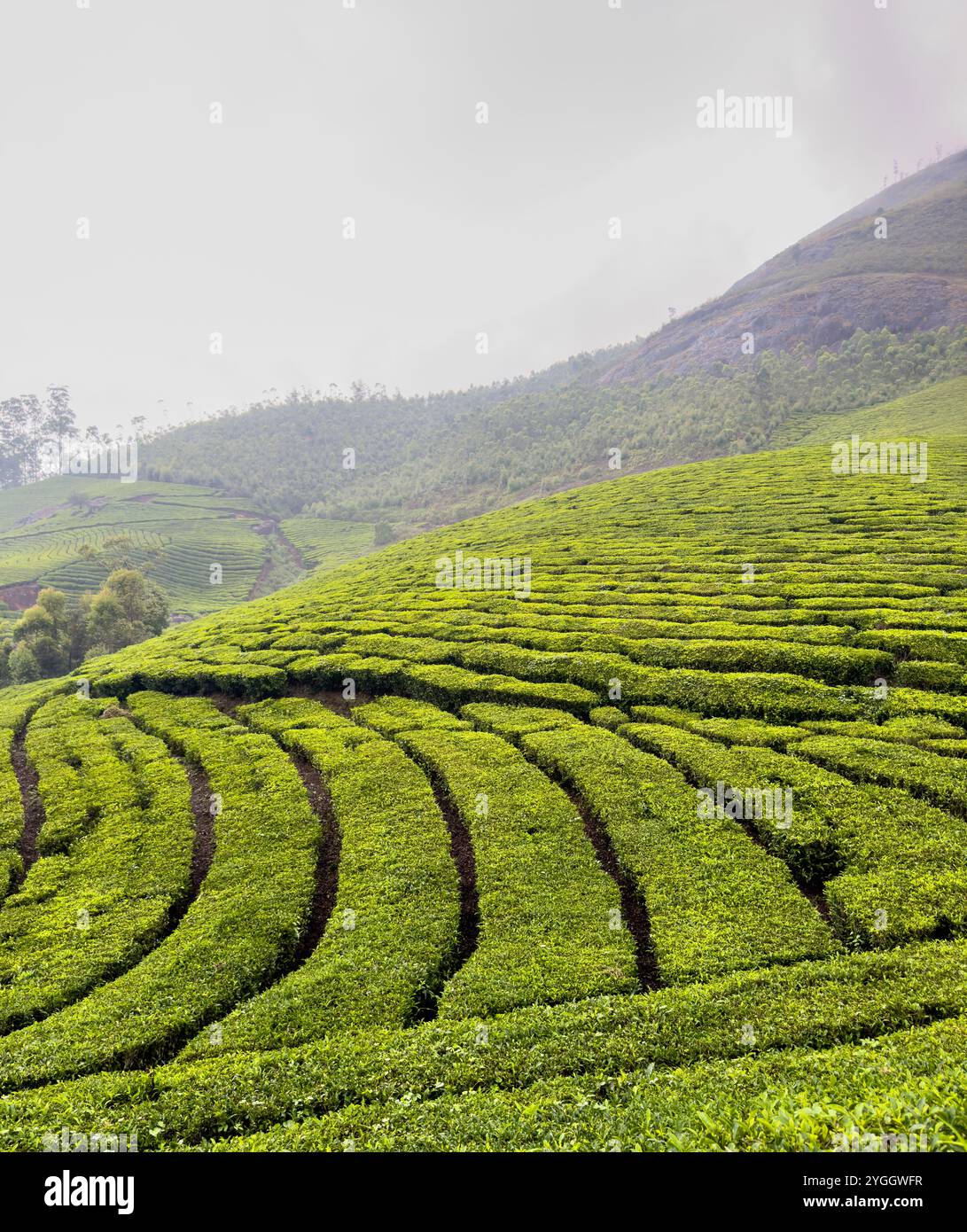 The view of the tea plantation from the photo point spot, Mattupetty ...