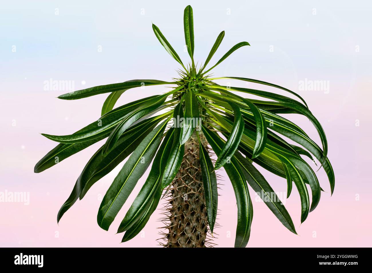 Palm tree over abstract blurred sunny tropical beach background ...