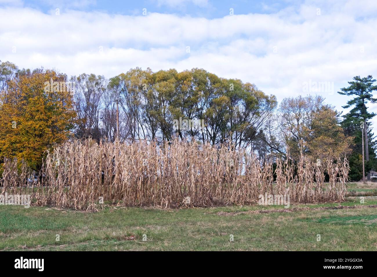 An autumn photo of a field wherre corn grew in the spring and summer ...