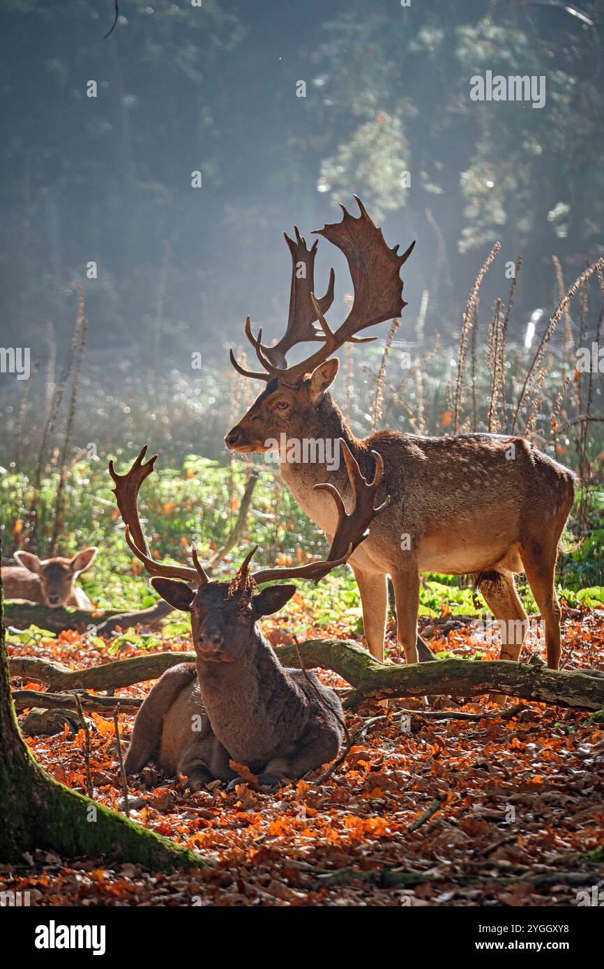 Damhirsche Dama dama . Damhirsche Dama dama im Wildgatter ...