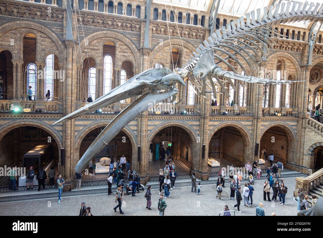 Great Britain, England, London City, Natural History Museum, Great Hall ...