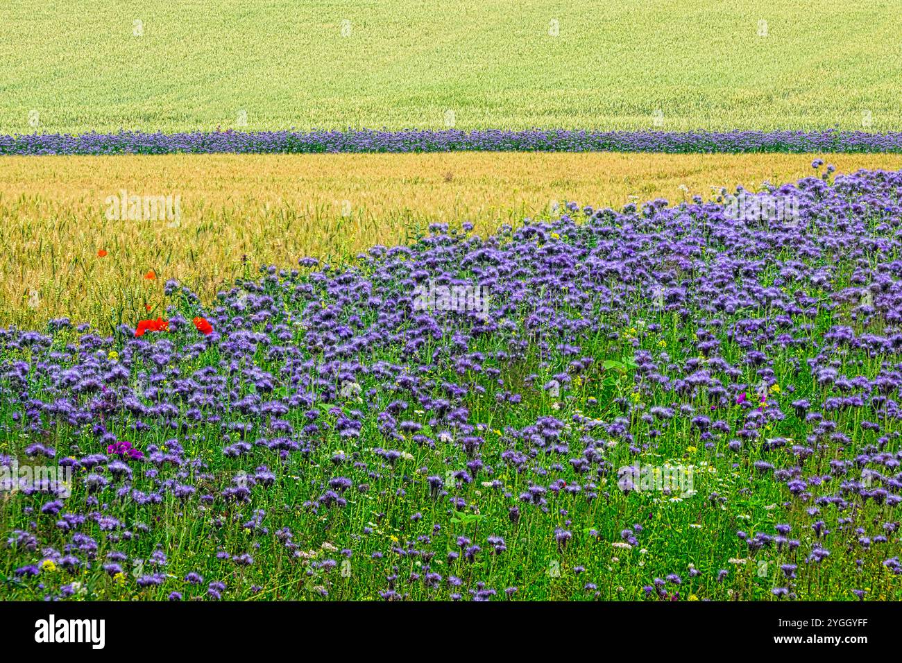 Europe, Germany, Hesse, Lahn-Dill-Bergland Nature Park, flowering field ...