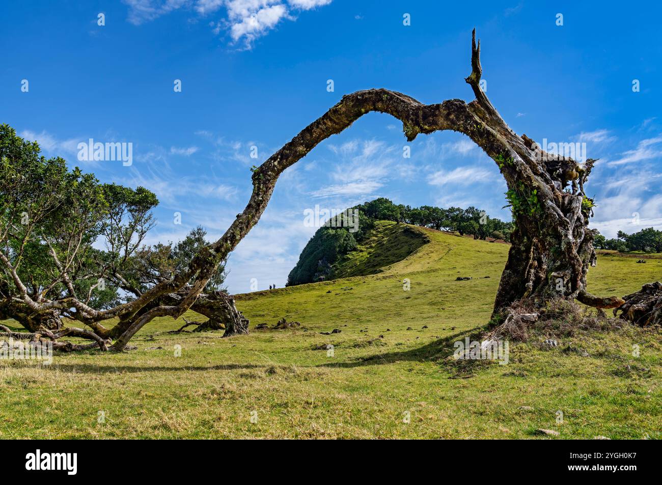 Seixal, laurel forest in the Parque Florestal do Fanal, the entire ...