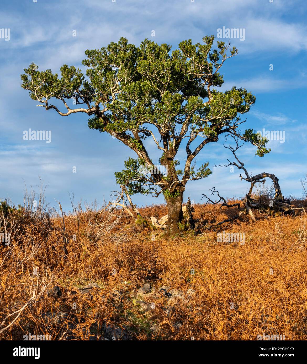 Seixal, laurel forest in the Parque Florestal do Fanal, the entire ...