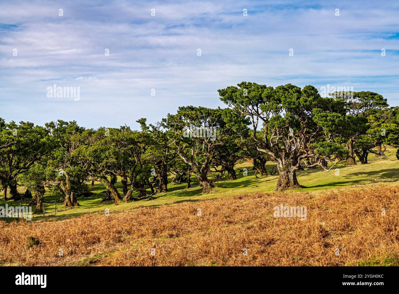 Seixal, laurel forest in the Parque Florestal do Fanal, the entire ...