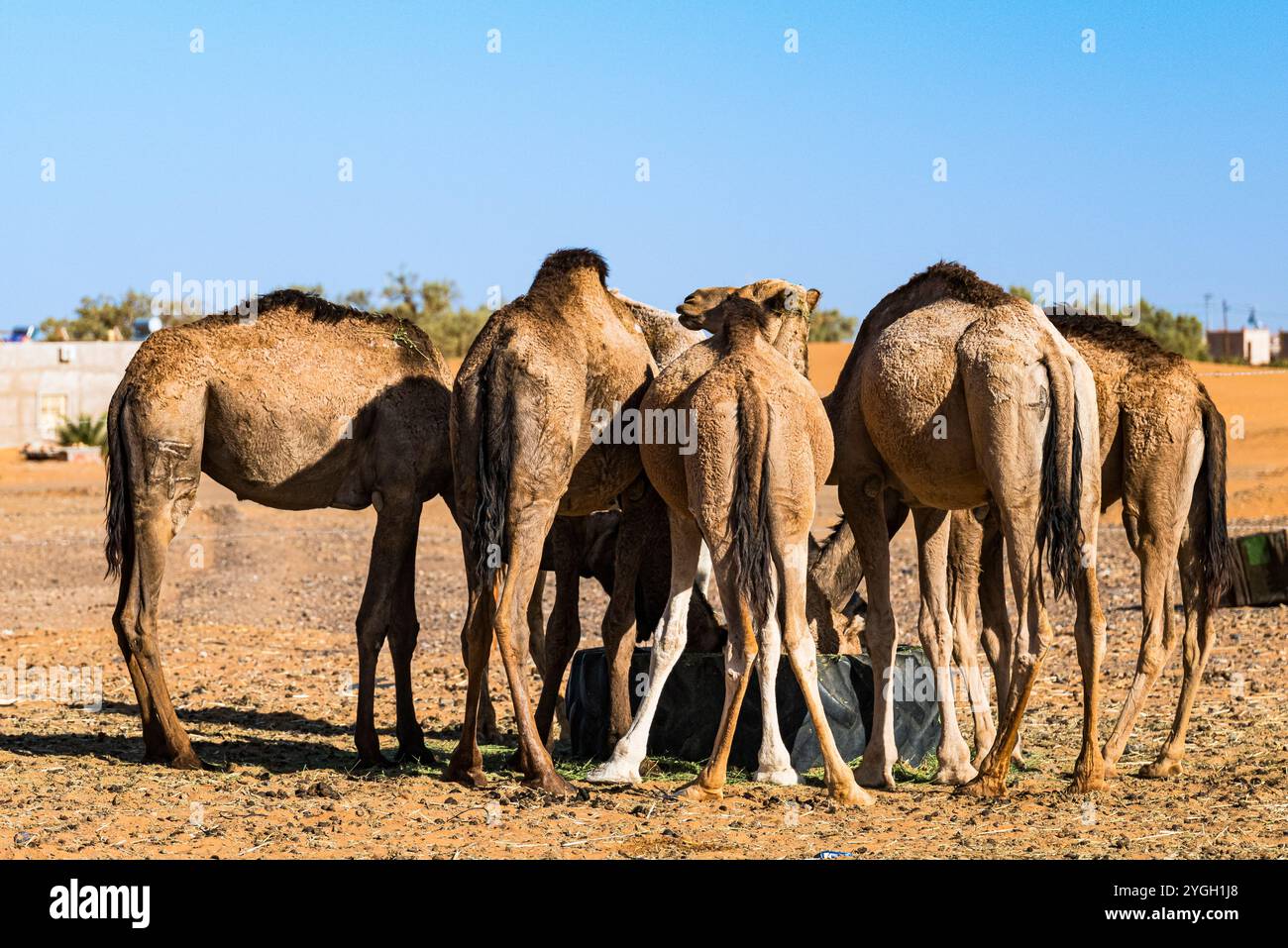 Morocco, Merzouga, dromedaries Stock Photo - Alamy