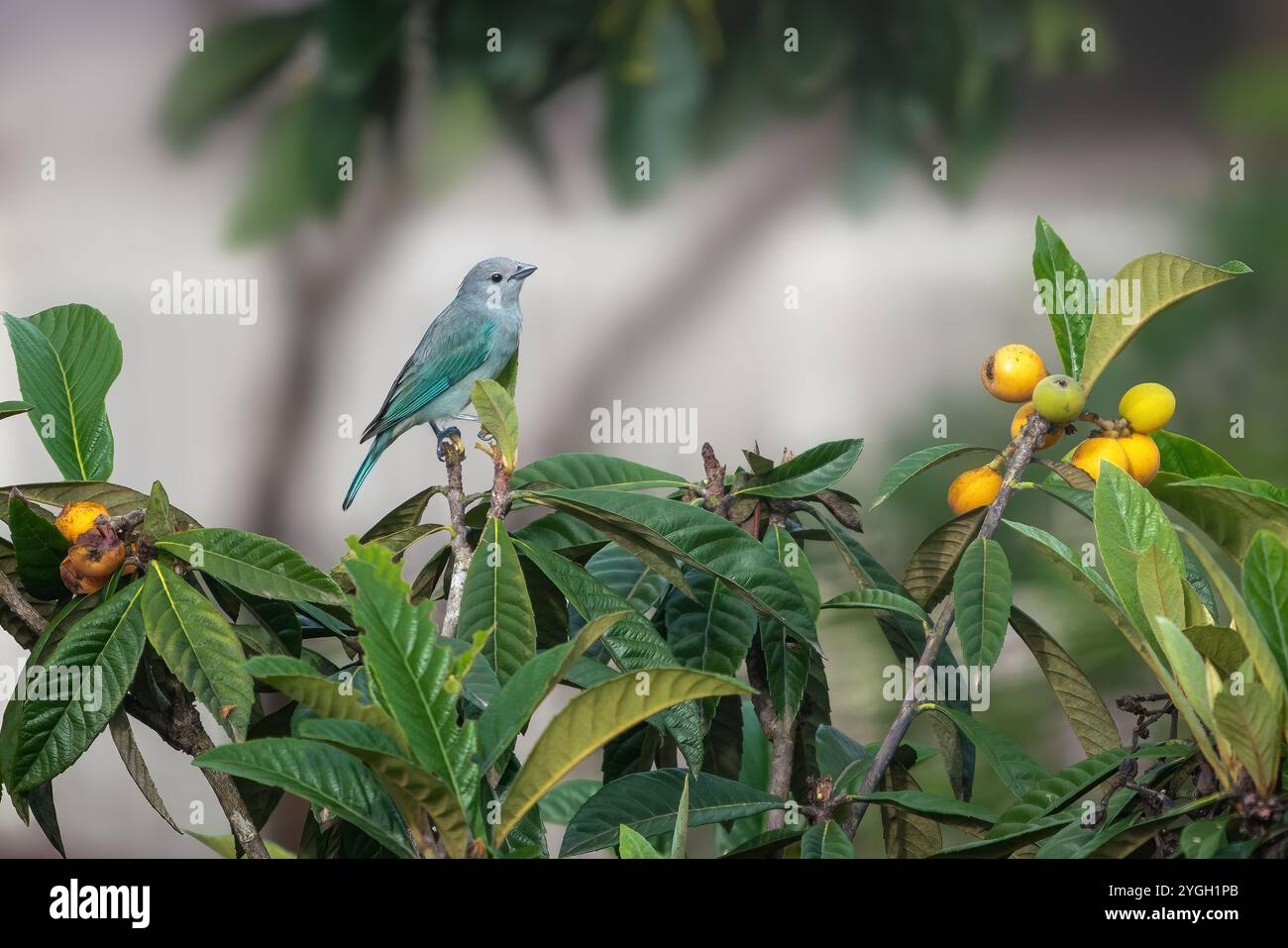 Sayaca Tanager bird (Thraupis sayaca) on a Loquat Tree (Stenopus ...