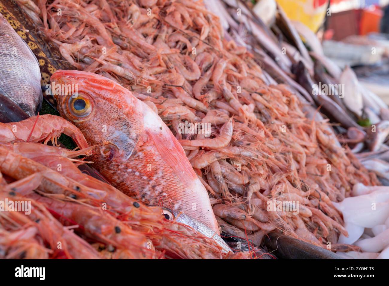 Morocco, Essaouira, fresh seafood Stock Photo - Alamy
