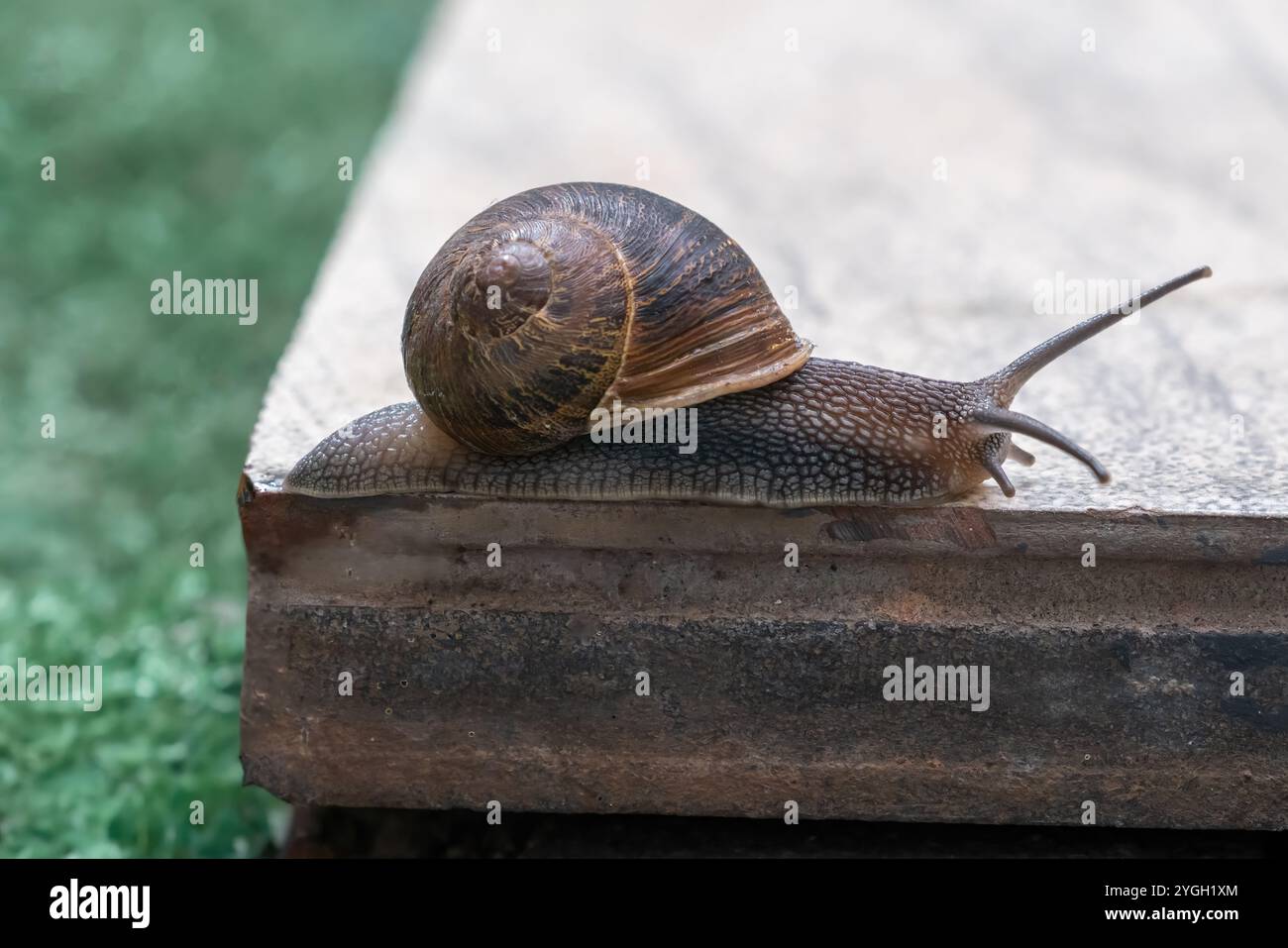 Macro snail shell on hi-res stock photography and images - Alamy