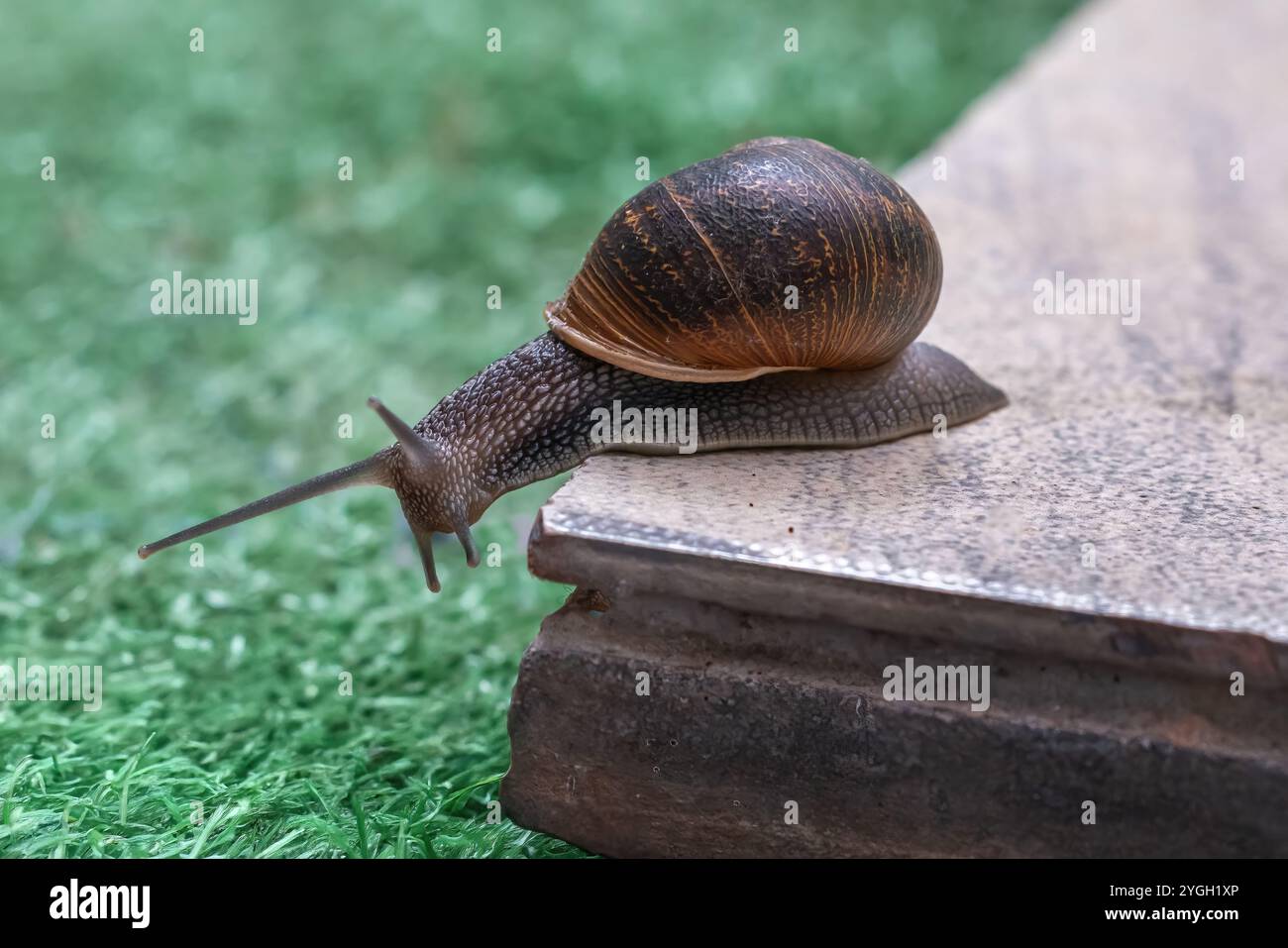 Mollusk shell snail hi-res stock photography and images - Alamy