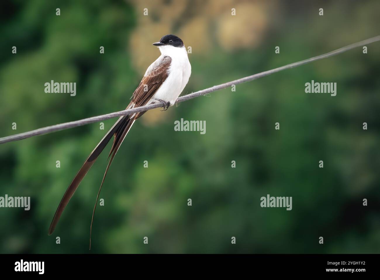 Fork-tailed flycatcher bird (Tyrannus savana Stock Photo - Alamy