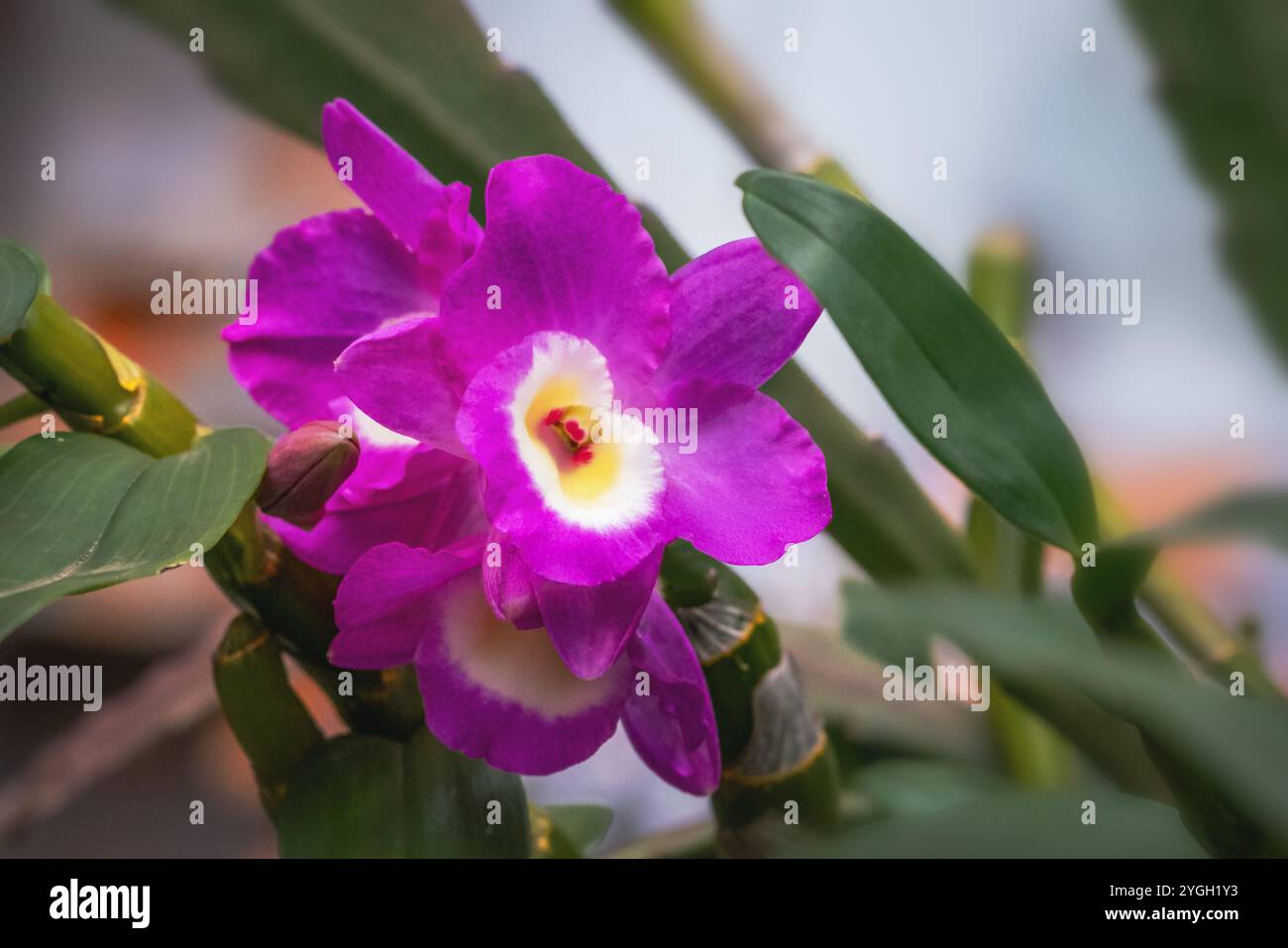 Noble Dendrobium Orchid Flower (Dendrobium nobile Stock Photo - Alamy
