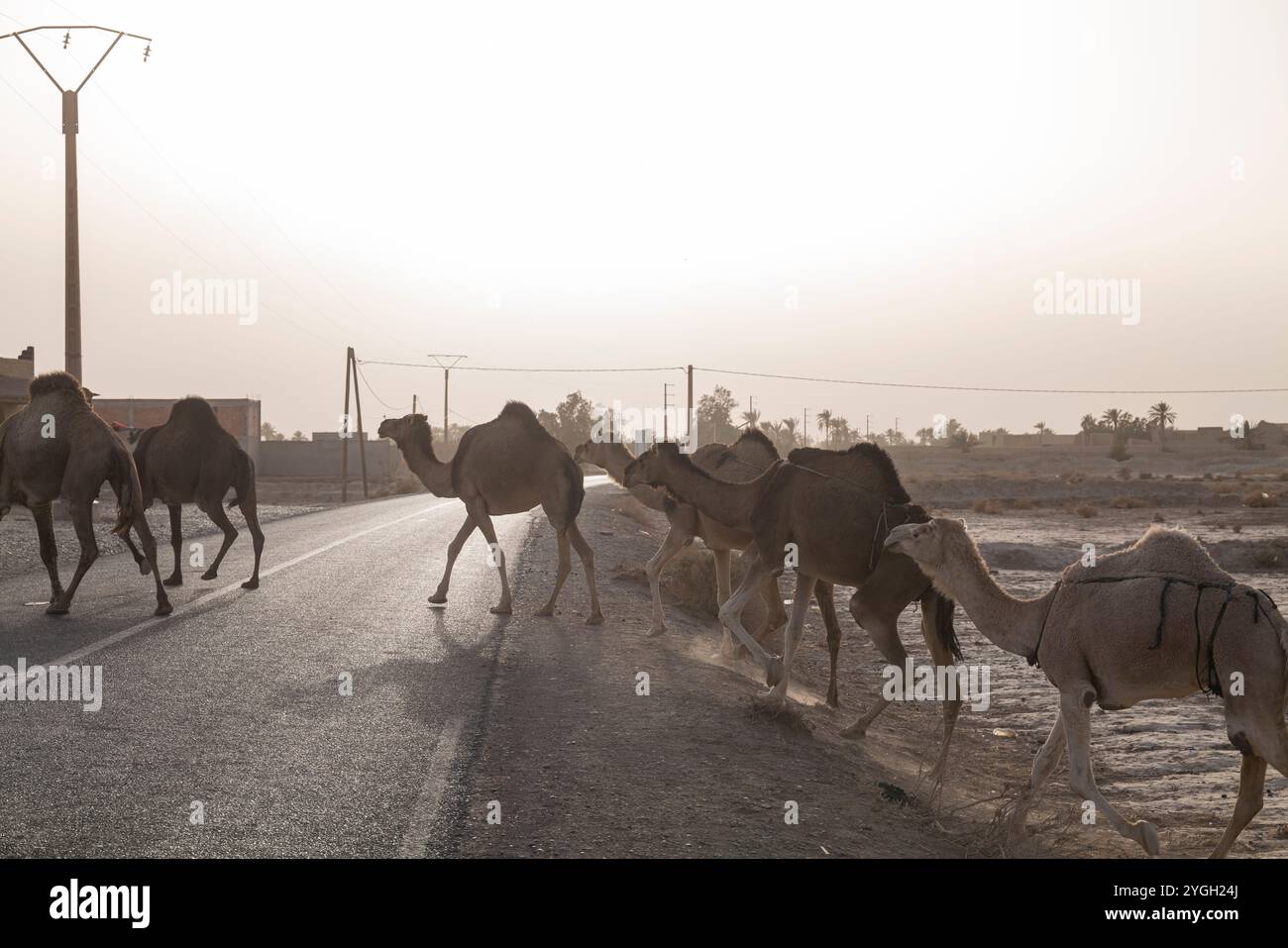 Morocco, dromedary arm, road, desert, Sahara, road crossing Stock Photo ...