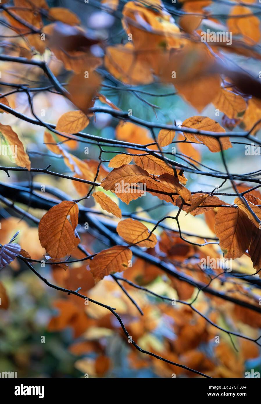 Beech tree leaves in their autumn colour in the Lickey Hills Country ...