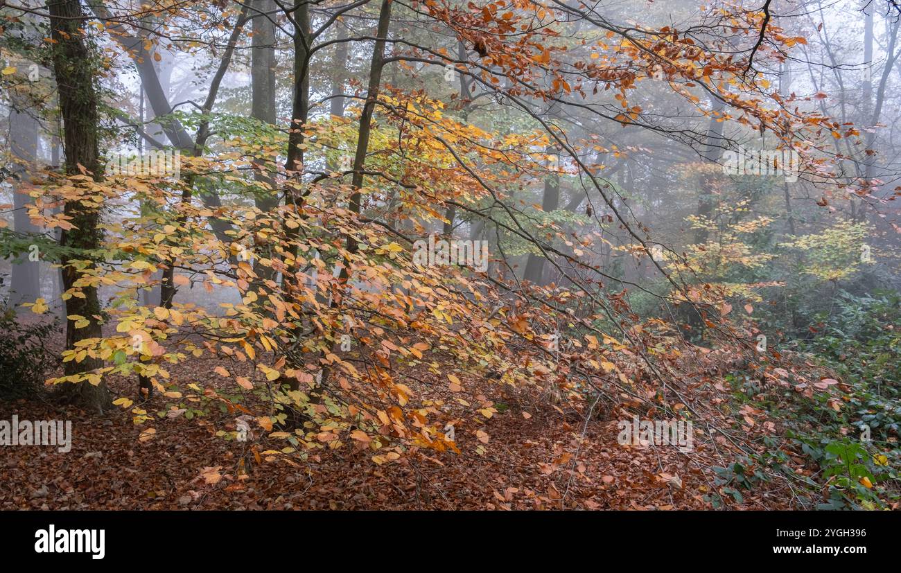 Beech tree leaves in their autumn colour in the Lickey Hills Country ...