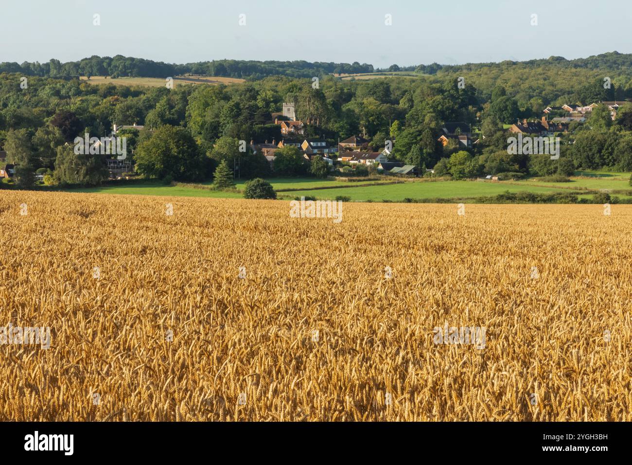 England, Kent, Elham Valley, Wheat Fields Stock Photo - Alamy
