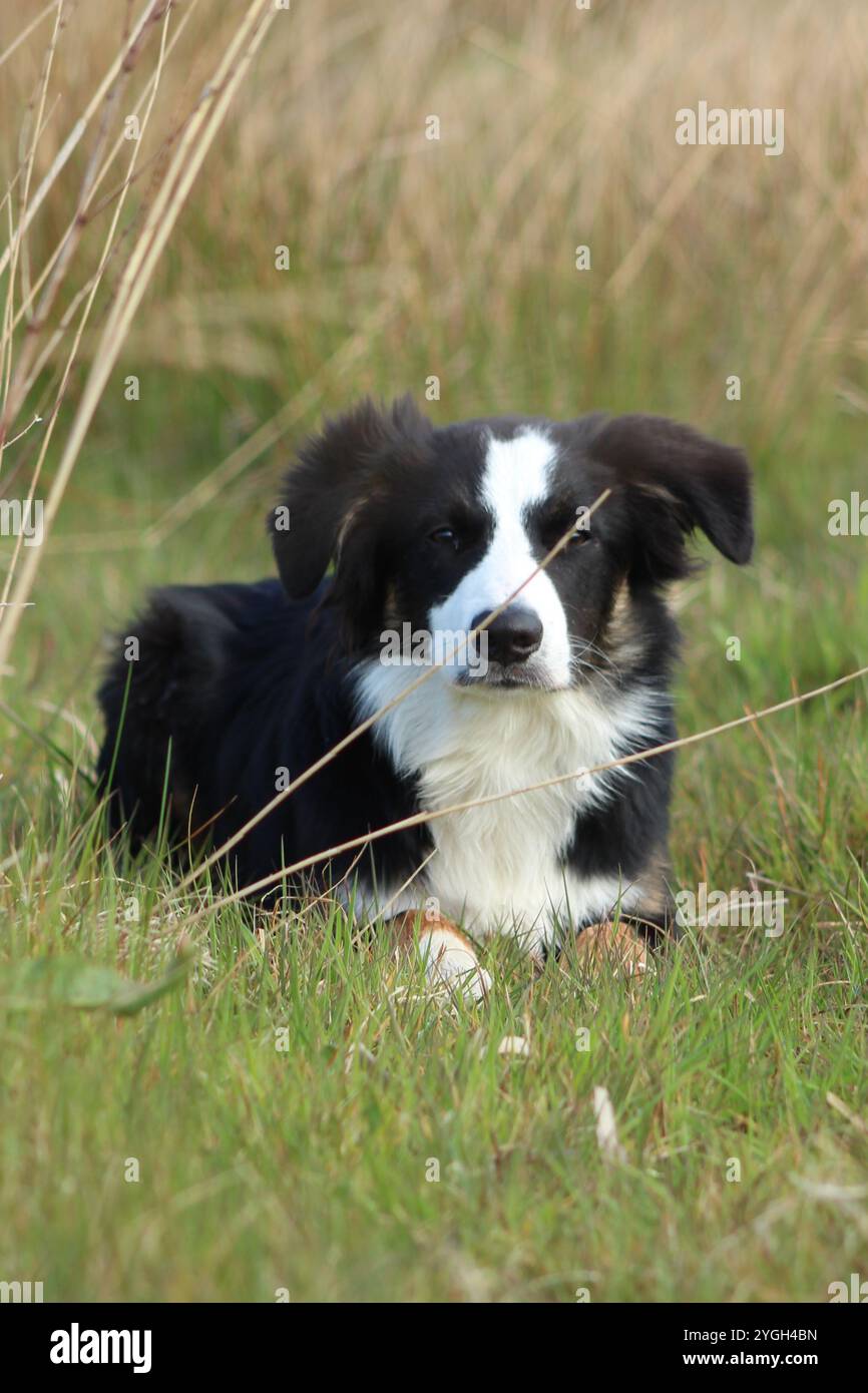 A young border collie laying down in grass Stock Photo - Alamy