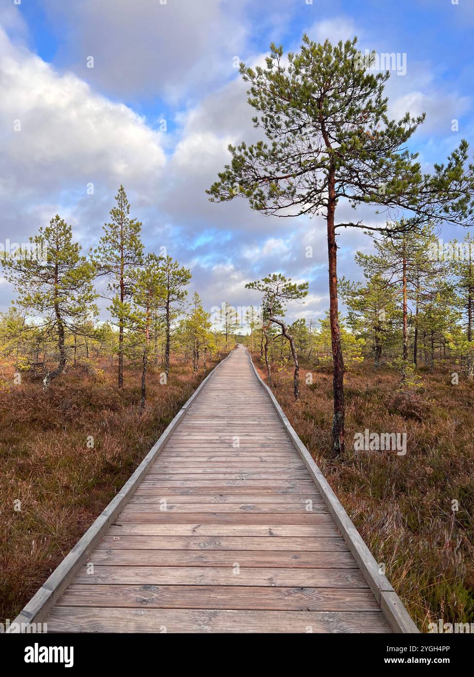Bog scenic landscape hi-res stock photography and images - Alamy