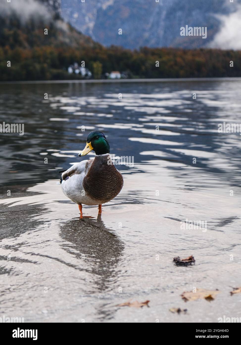 Hallstatt, Austria in Autumn. Fall in Hallstatt Stock Photo - Alamy