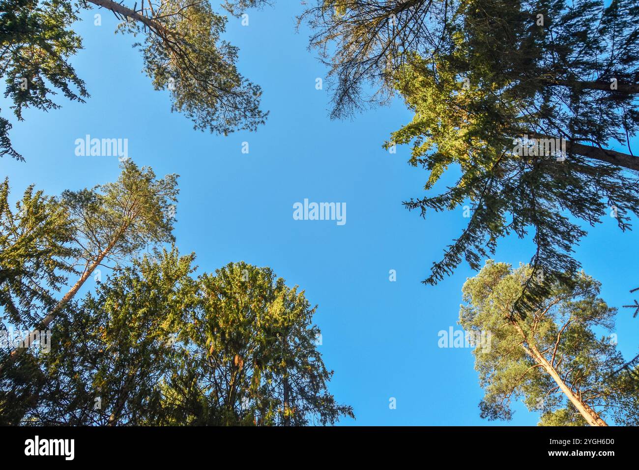 Gazing at the tall trees while a clear blue sky looms above them Stock ...