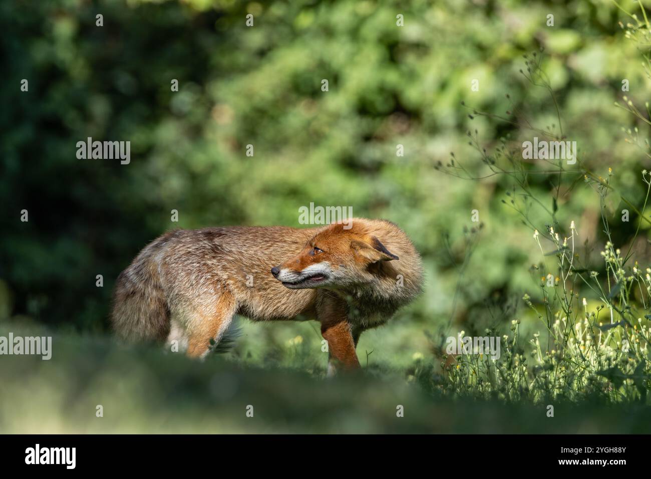 Red fox between light and shadow Stock Photo - Alamy