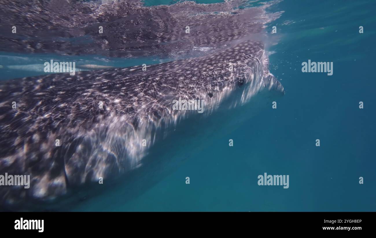 Whale shark eating in sea Stock Photo - Alamy