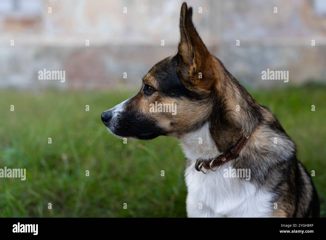 The yard dog looks attentively into the distance. The dog is sitting ...