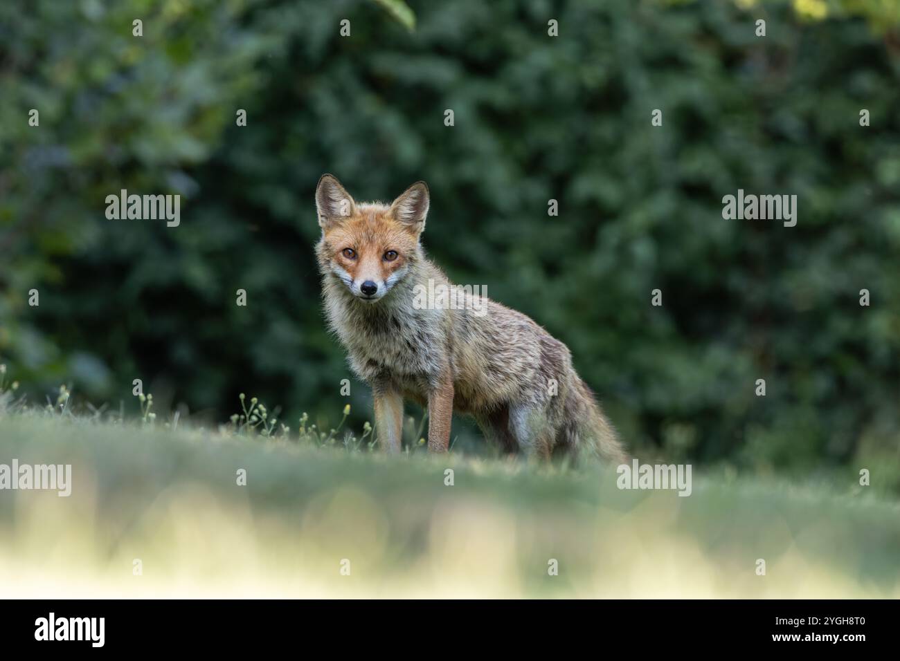 Red fox between light and shadow Stock Photo - Alamy