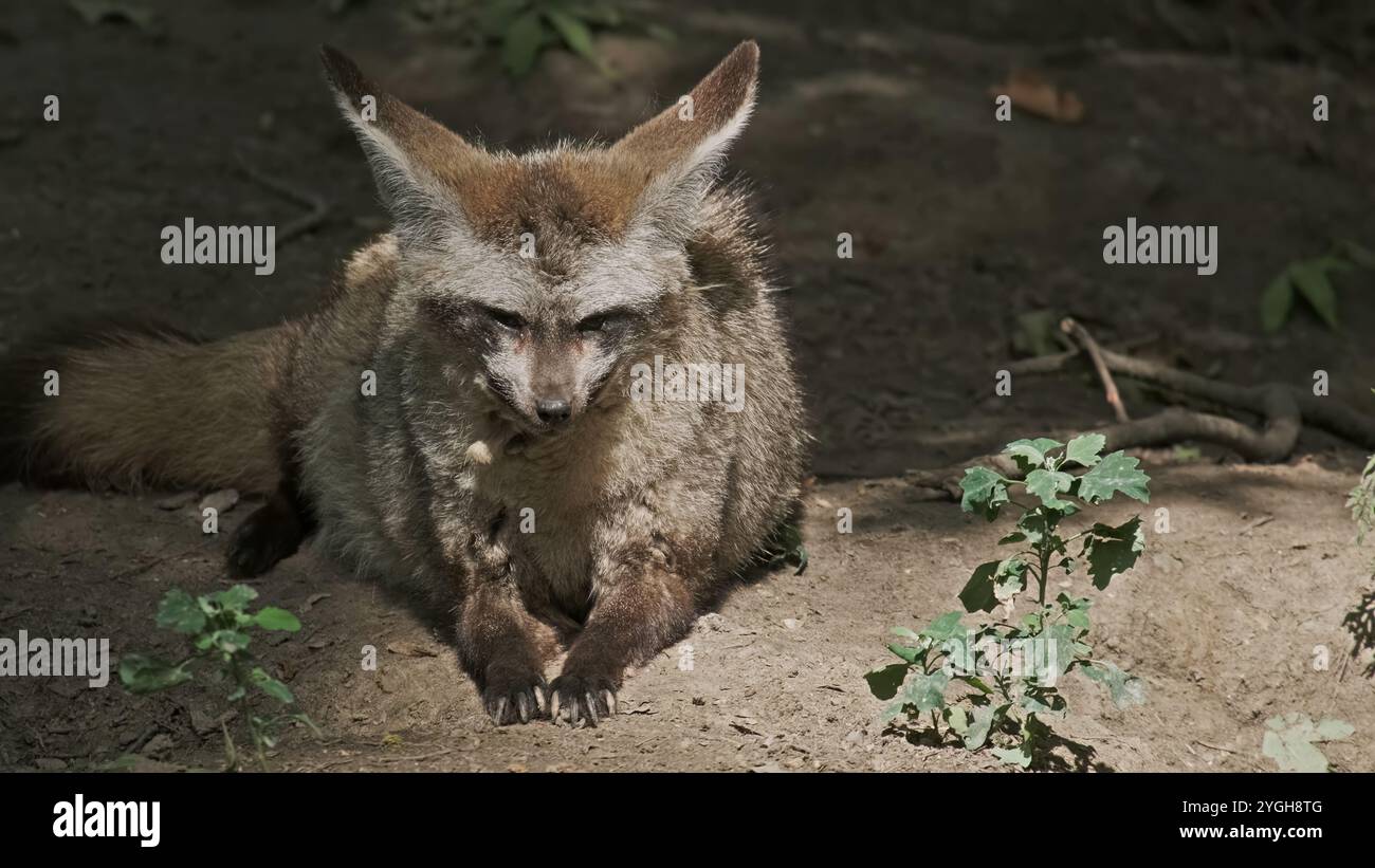 Savannah fox hi-res stock photography and images - Alamy