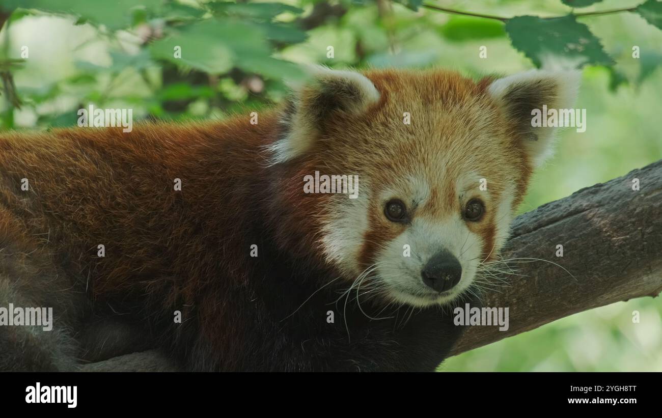 Portrait red panda lying on hi-res stock photography and images - Alamy