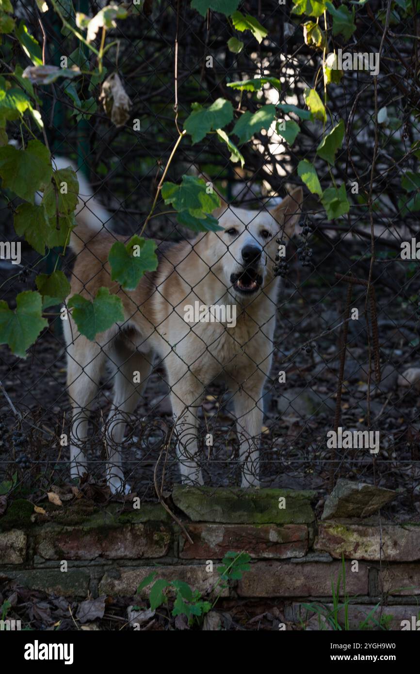 The guard dog behind the fence is barking. An angry dog is guarding ...