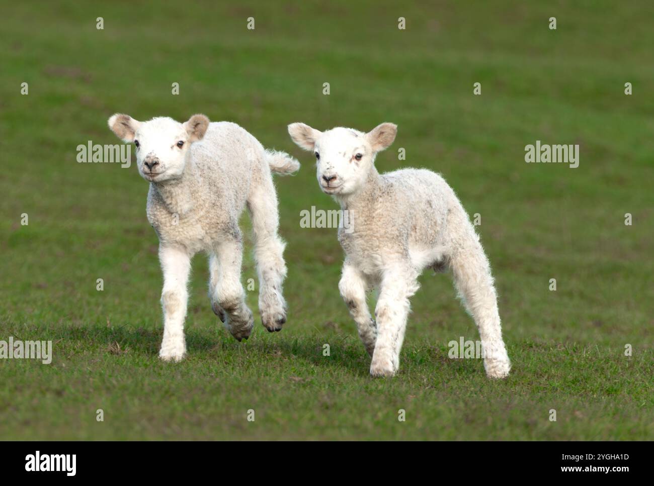Lambs, two very young lambs running across a green field in early ...